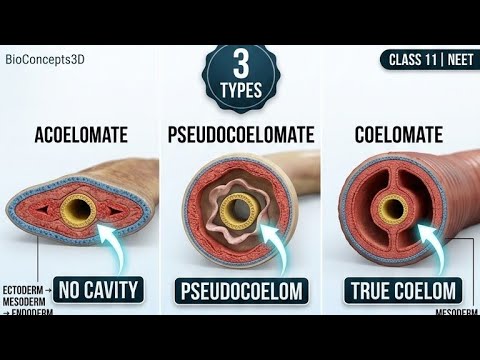 Acoelomate vs Pseudocoelomate vs Coelomate 🧬 | Body Cavity Explained | Class 11 Zoology | NEET