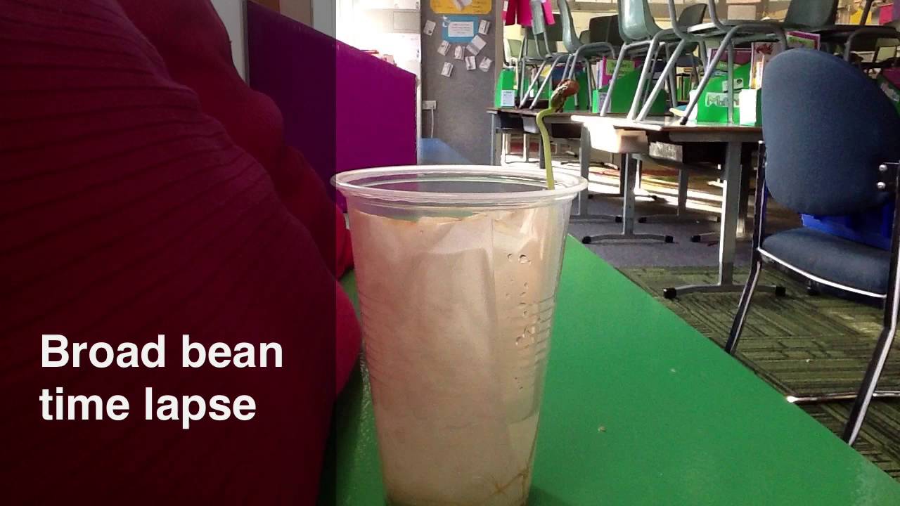 Broad Bean Time Lapse - YouTube