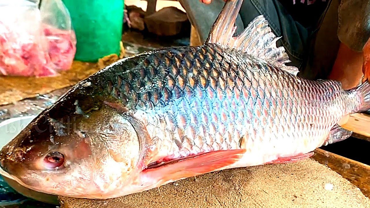 Viral Giant Live Rohu Fish Cutting Skills | Amazing Big Rohu Fish ...