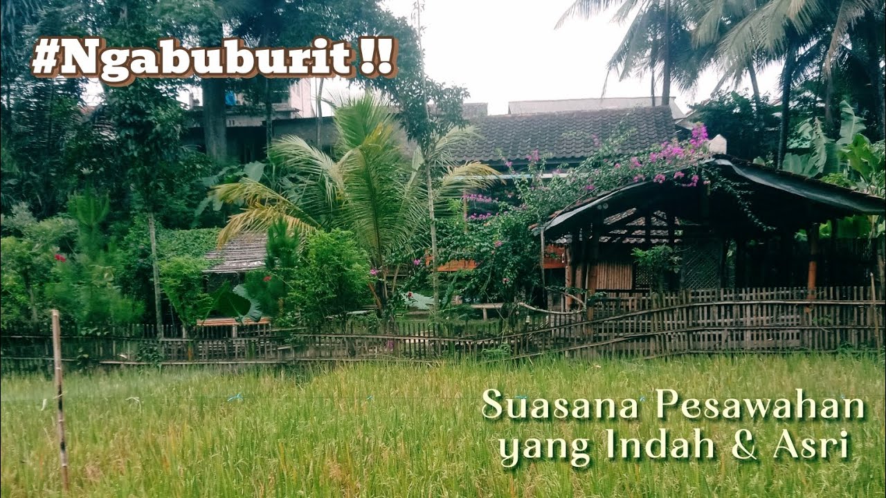 Ngabuburit Di Pesawahan Yang Begitu Indah Dan Asri Dekat Gunung Hawu ...