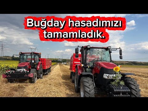 Trakya’da buğday hasadı | 2026
