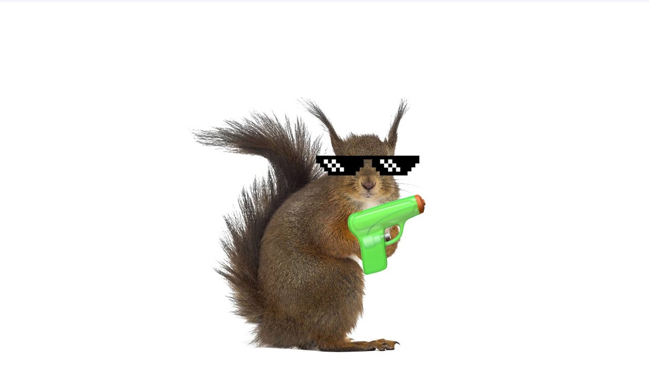 Squirrel with a Gun Shenanigans Compilation - YouTube
