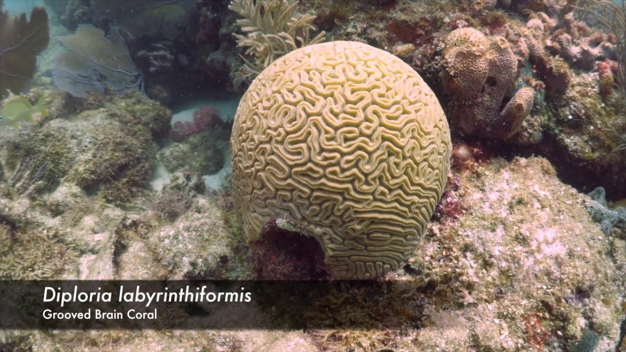 Diploria labyrinthiformis - Grooved Brain Coral - YouTube