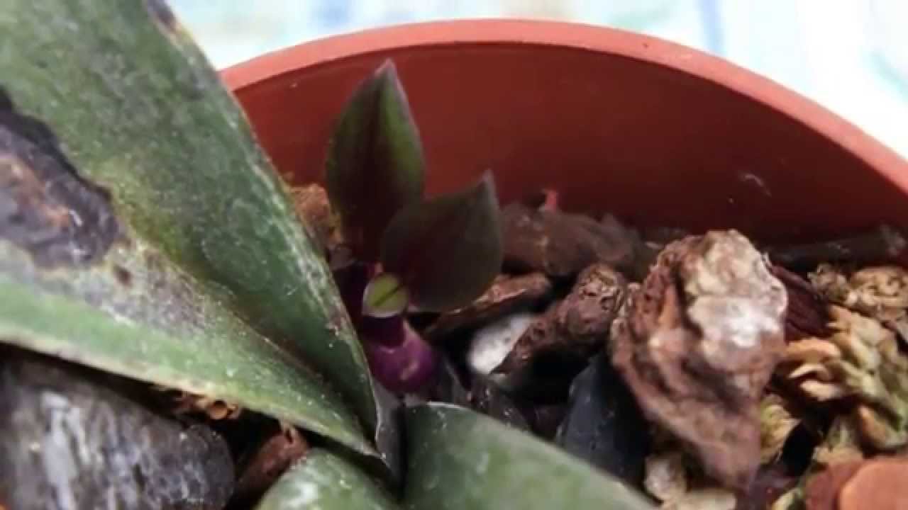 Double Basal Orchid Keikis - YouTube