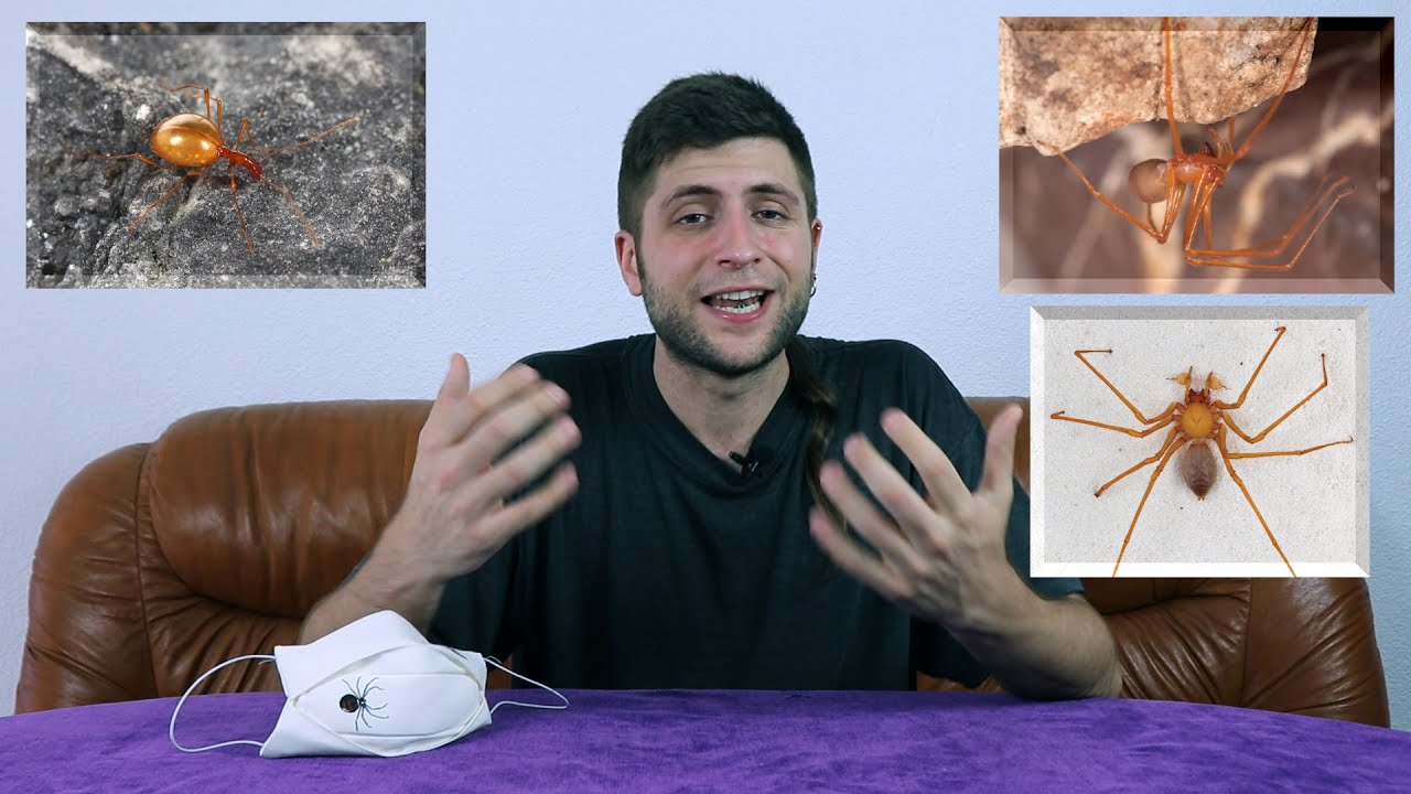 ⛰️ 🐜 Animales Troglobios, Troglófilos y Trogloxenos. ¿Qué es esto? 🐚⛰️ ...