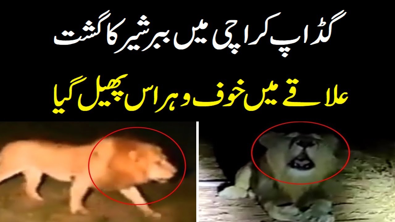 Karachi Thado Dam Mai Babar Sher Lion Nikal Aya - YouTube