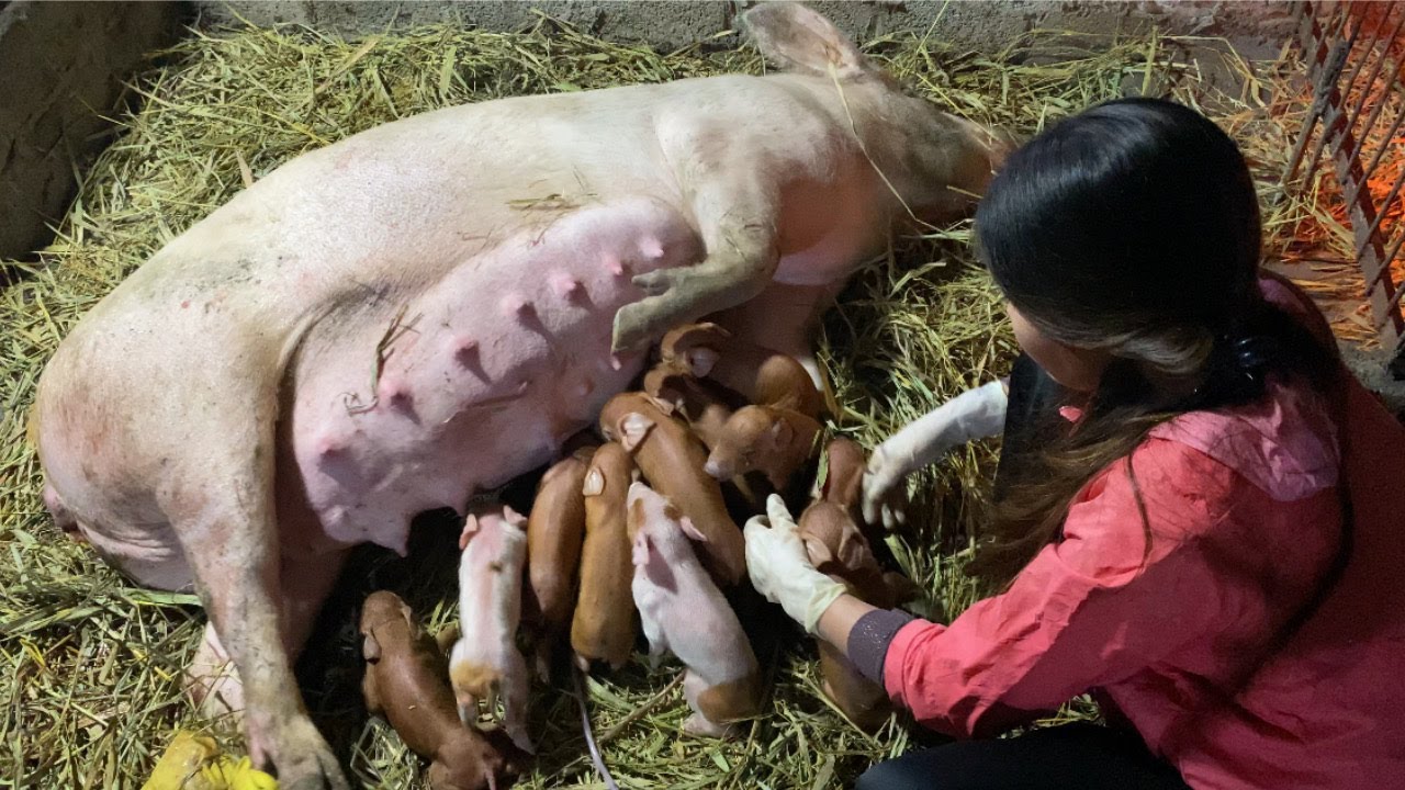 pigs have 14 pigs /@ThoaRurallife #21 - YouTube