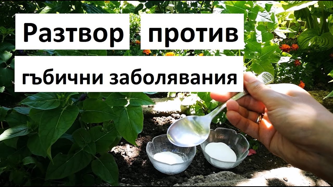 Разтвор против гъбични заболявания Youtube