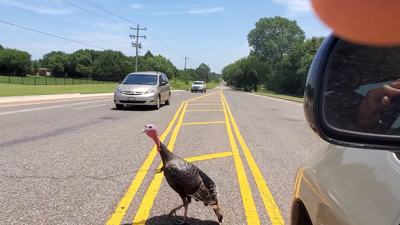 funniest animals video,Turkey chase and funny puppy - YouTube