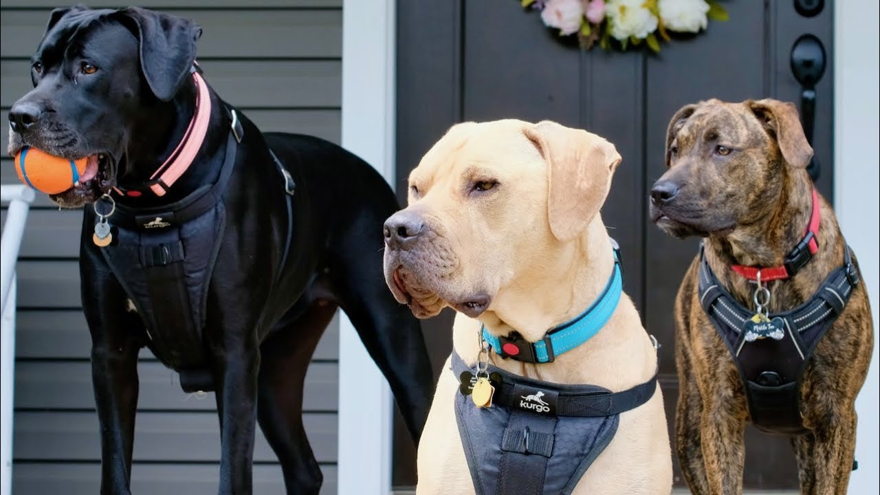 How Our Dog Rescue Pack Became a Family - YouTube