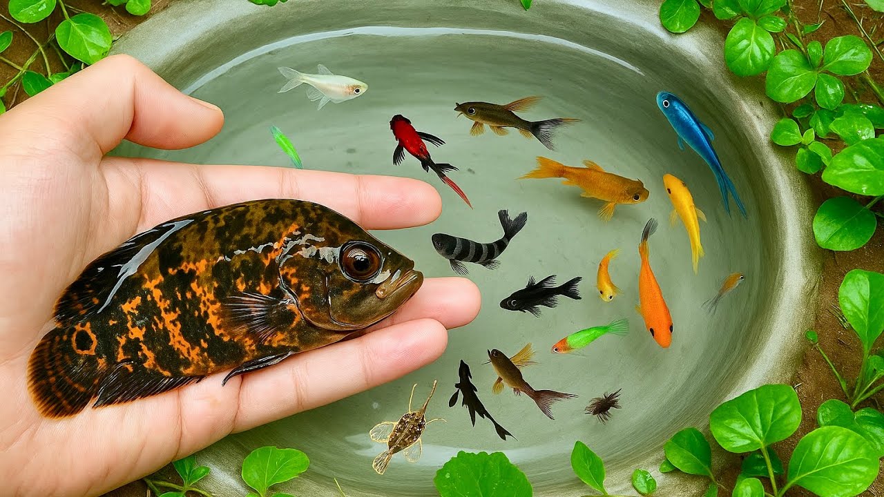 Amazing! Catch beautiful aquarium fish , koi fish , guppies fish ...