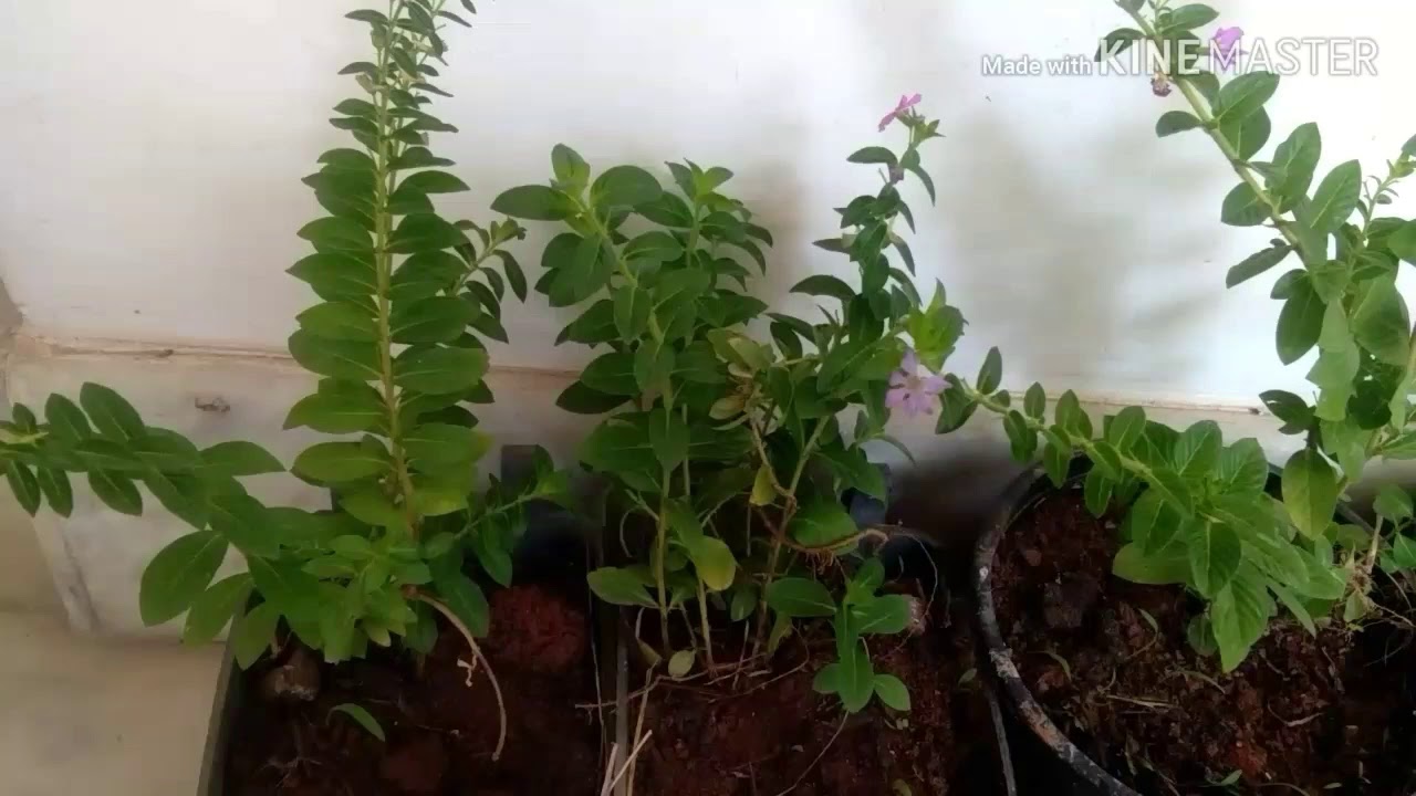Kufiya plant// How to care and grow kufiya plant//HG CHANNEL - YouTube
