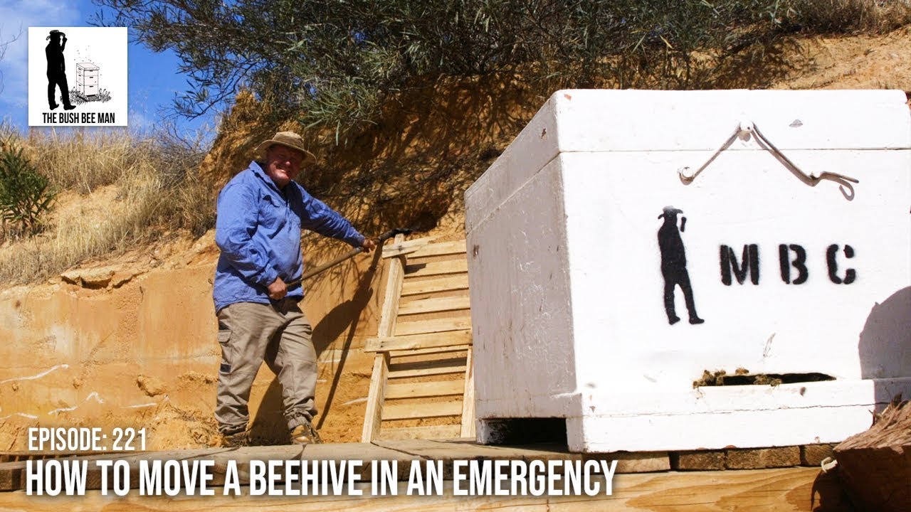 How to move a Beehive in an Emergency - The Bush Bee Man - YouTube