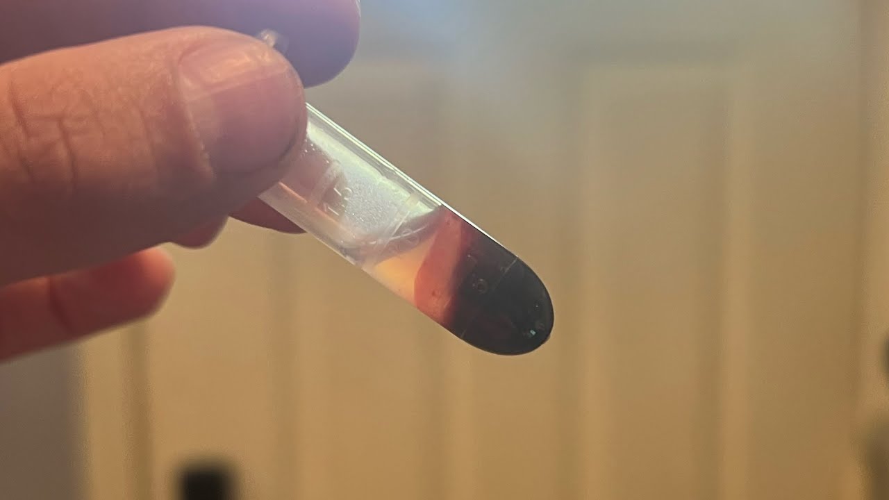 French Bulldog Pregnancy Stages: Progesterone Testing for Dogs | Cube ...