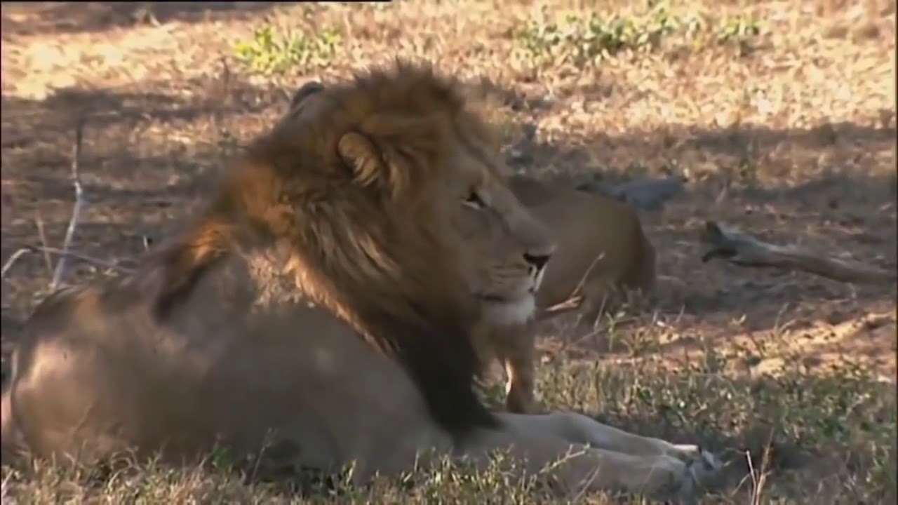 Lion Documentary HD 2019 - New Documentary - YouTube