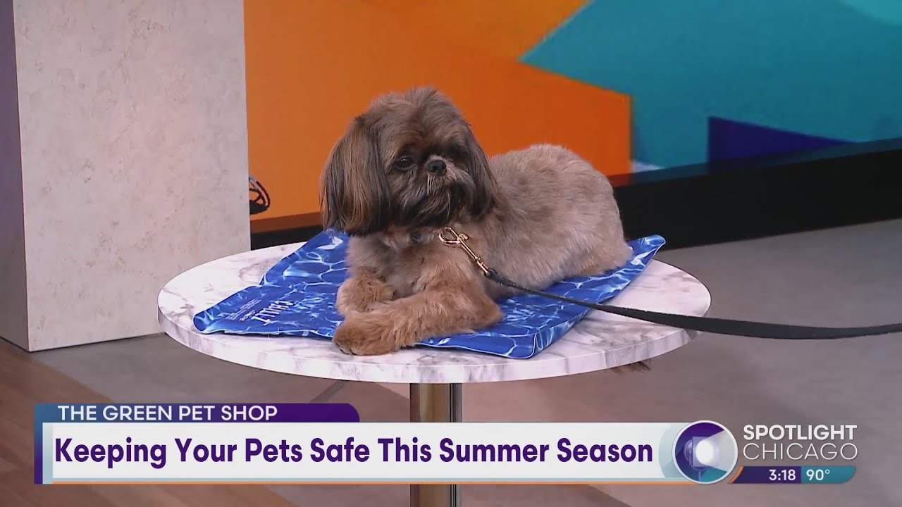 Keeping Your Pets Safe This Summer Season - YouTube
