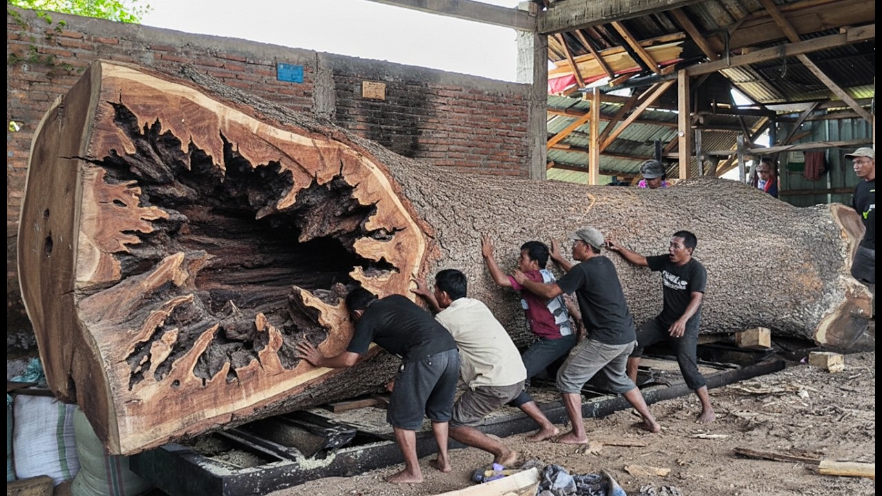 WORLD RECORD!! 300 Feet Giant Oak Log Finally Cut at the Sawmill ...