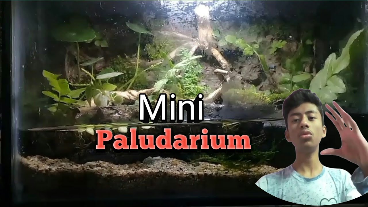 New Paludarium Set Up For Mudskipper!/Mudskipper Setup🌱 - YouTube