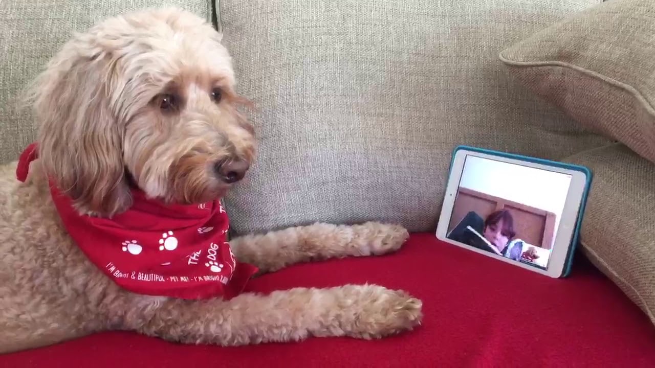 Reading to Therapy Dogs on Zoom - YouTube