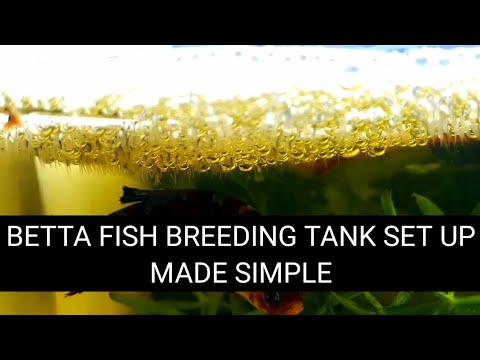 Betta Fish Breeding Tank Set Up Made Easy - YouTube