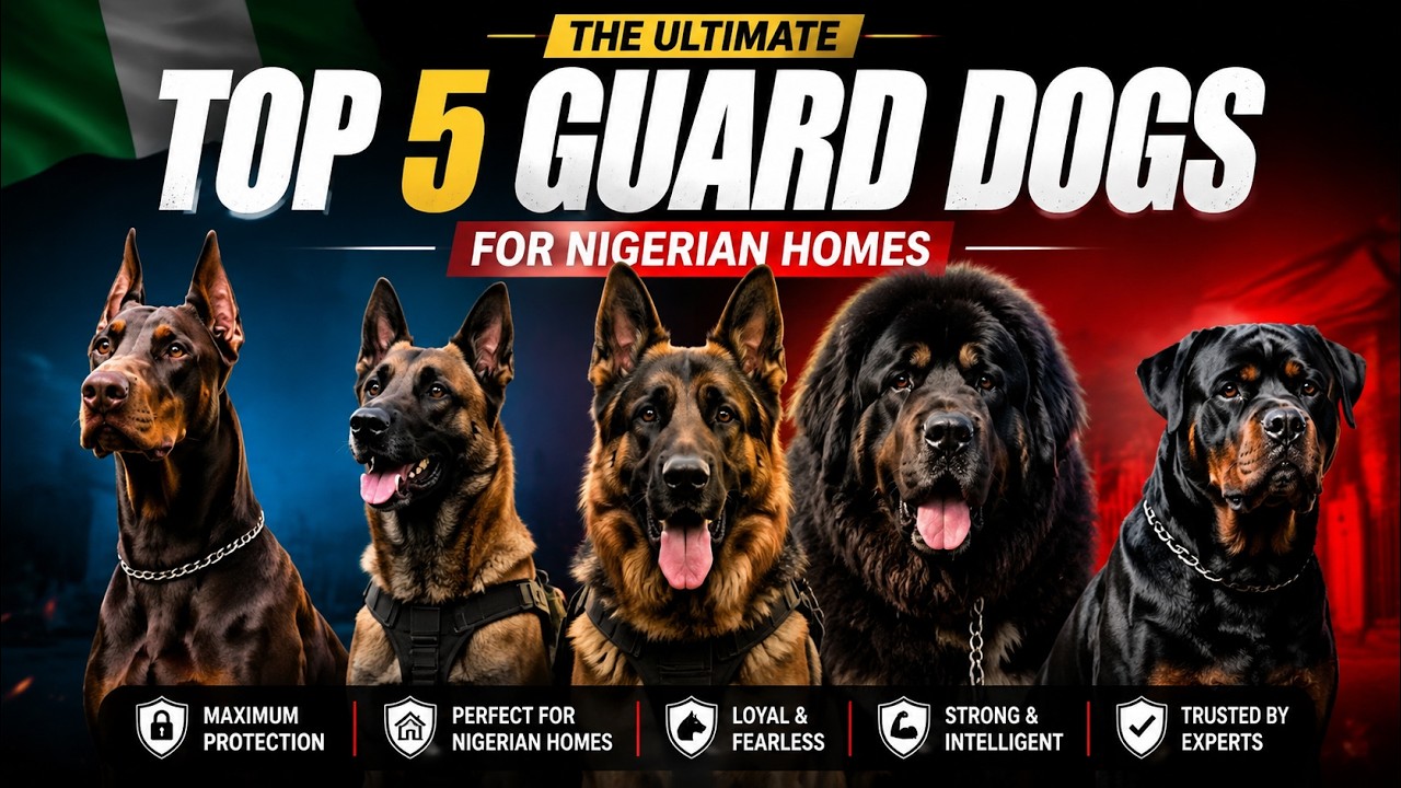 Top 5 Guard Dogs Every Nigerian Home Needs - YouTube
