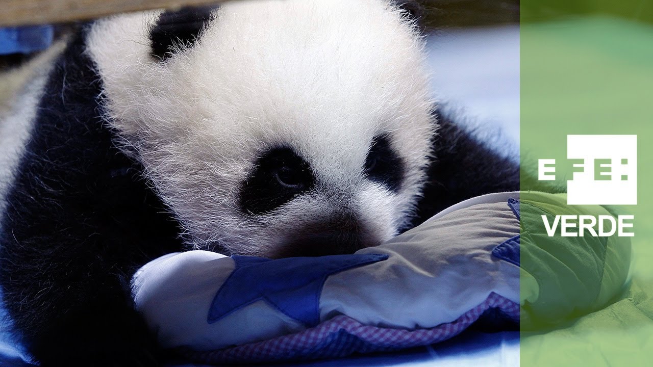El tímido y soñoliento oso panda de Madrid se presenta en sociedad ...
