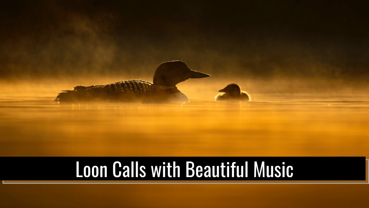 Loon Calls, Soft Music, Lakeside Sounds- 1 Hour Deep Sleep, Deep ...