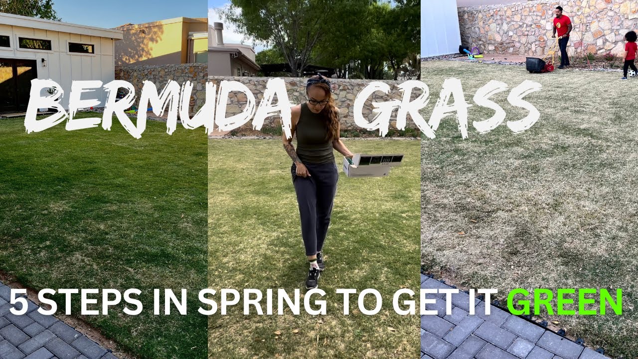 5 Steps to Green in Spring Bermuda Grass (Zone 8a) - YouTube