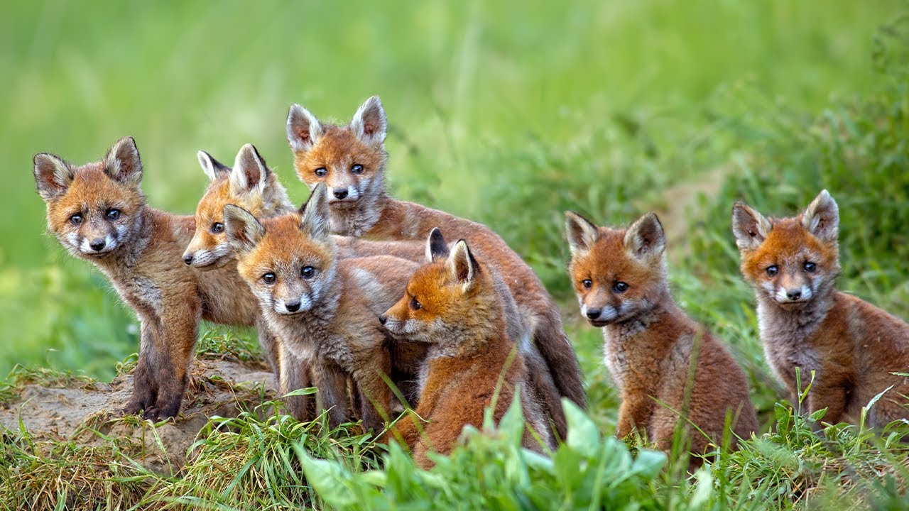 CREATURES OF THE NIGHT, FUN UPBEAT MUSIC, WILD ANIMALS IN NATURE, MOOD ...