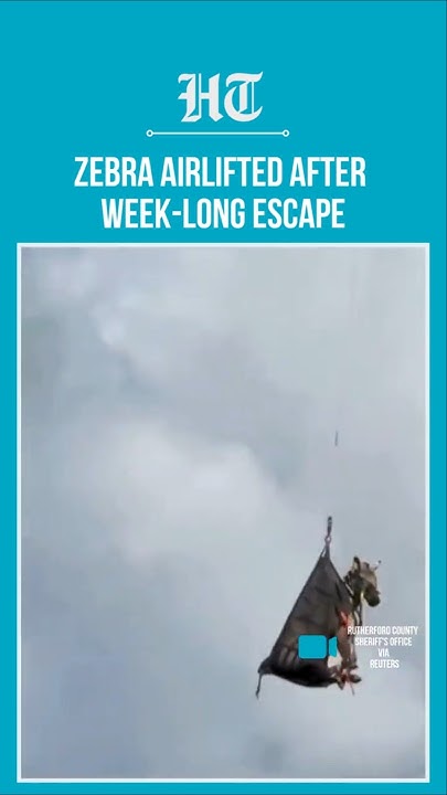 Runaway Zebra Captured and Airlifted to Safety After Week-Long Escape in Tennessee | #shorts ...