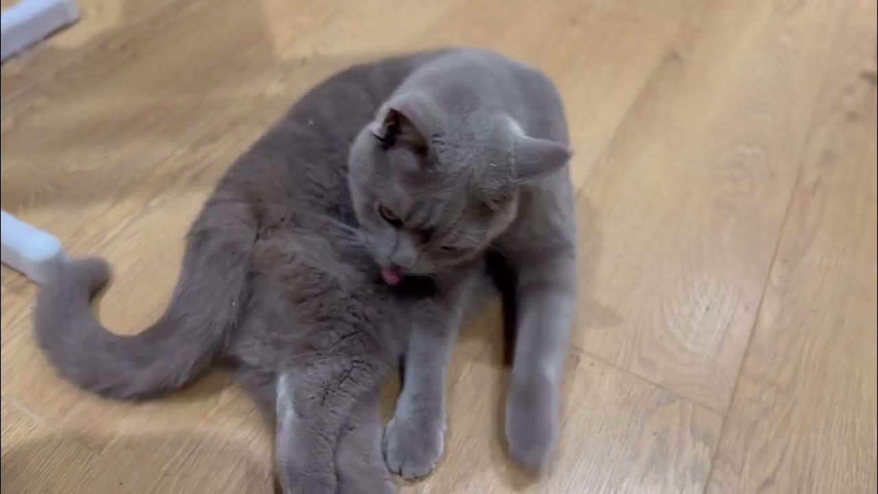 Scottish Fold Cat Midnight Enjoys Catnip | Cute Belly Showing & Relaxation Time ...