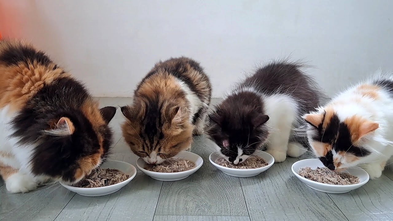 My cats enjoying their favorite food and look what lingling does while ...