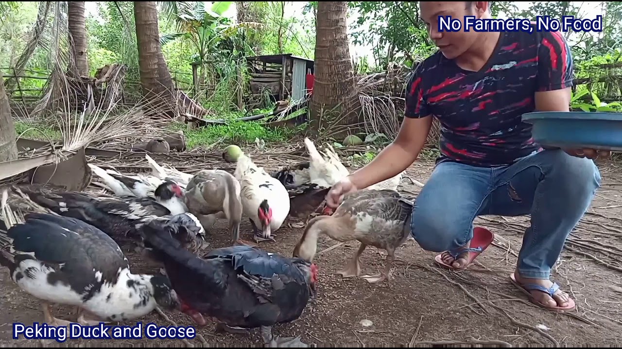 Peking Duck and Goose- Feeding- Backyard Raising - YouTube
