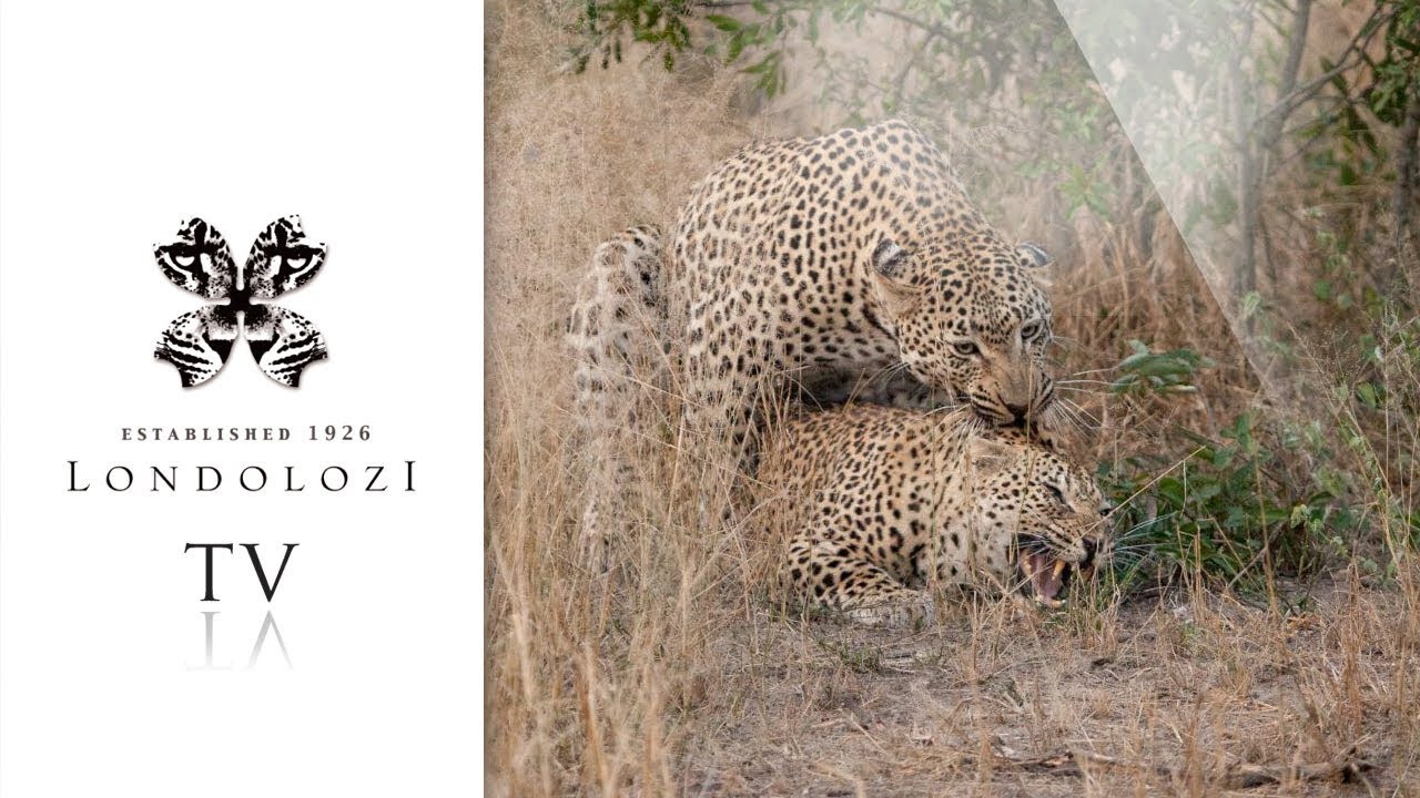 Three Leopards Moving Together - Londolozi TV - YouTube