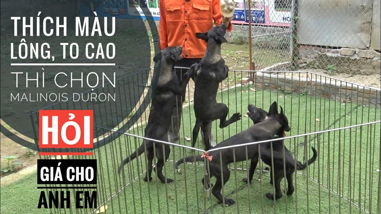 Ai sẽ chọn chó Malinois Duron ???/ NhamTuatTV - Dog in Vietnam - YouTube