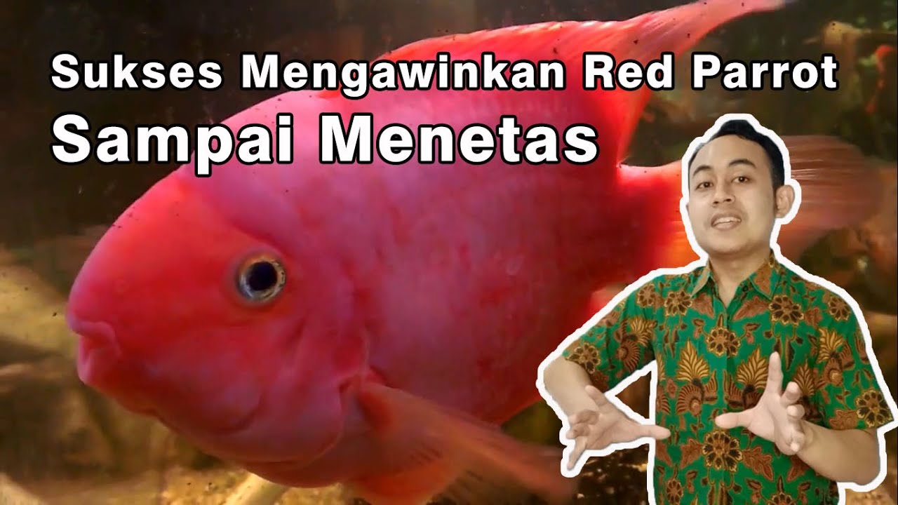 Sukses Mengawinkan Ikan Red Parrot Sampai Menetas - YouTube