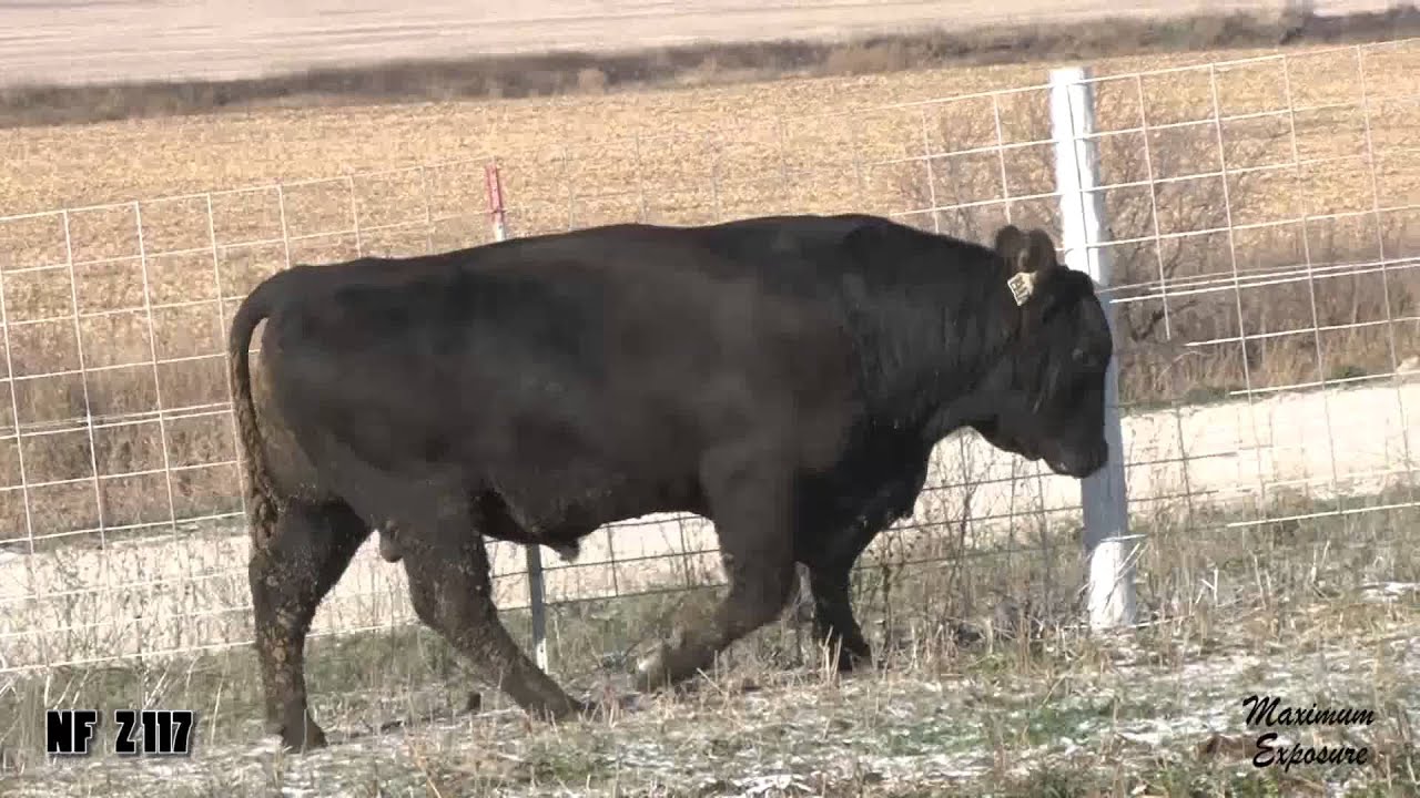 Nichols Bull NF Z 117 - YouTube