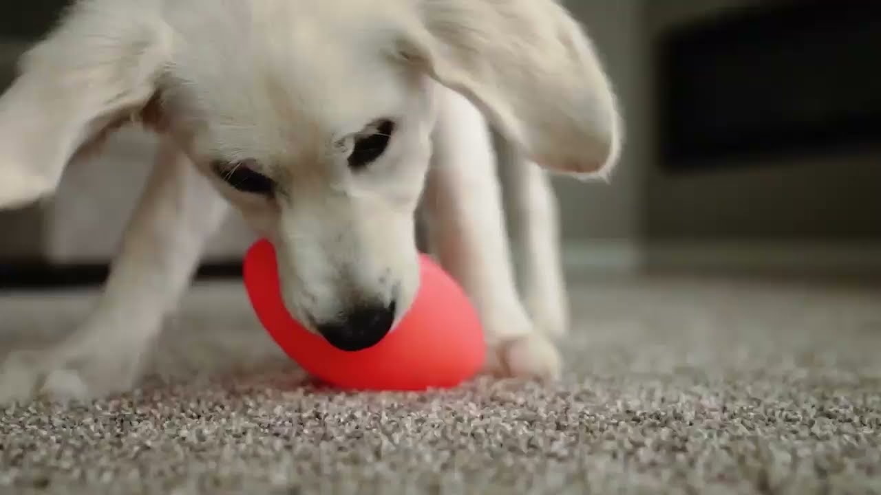 Spunky Pup Squeak & Glow Football - Glow in the Dark Dog Toy - YouTube