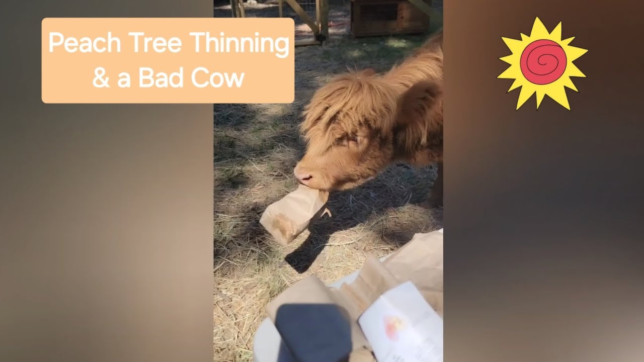 Peach Tree & a Cow - YouTube