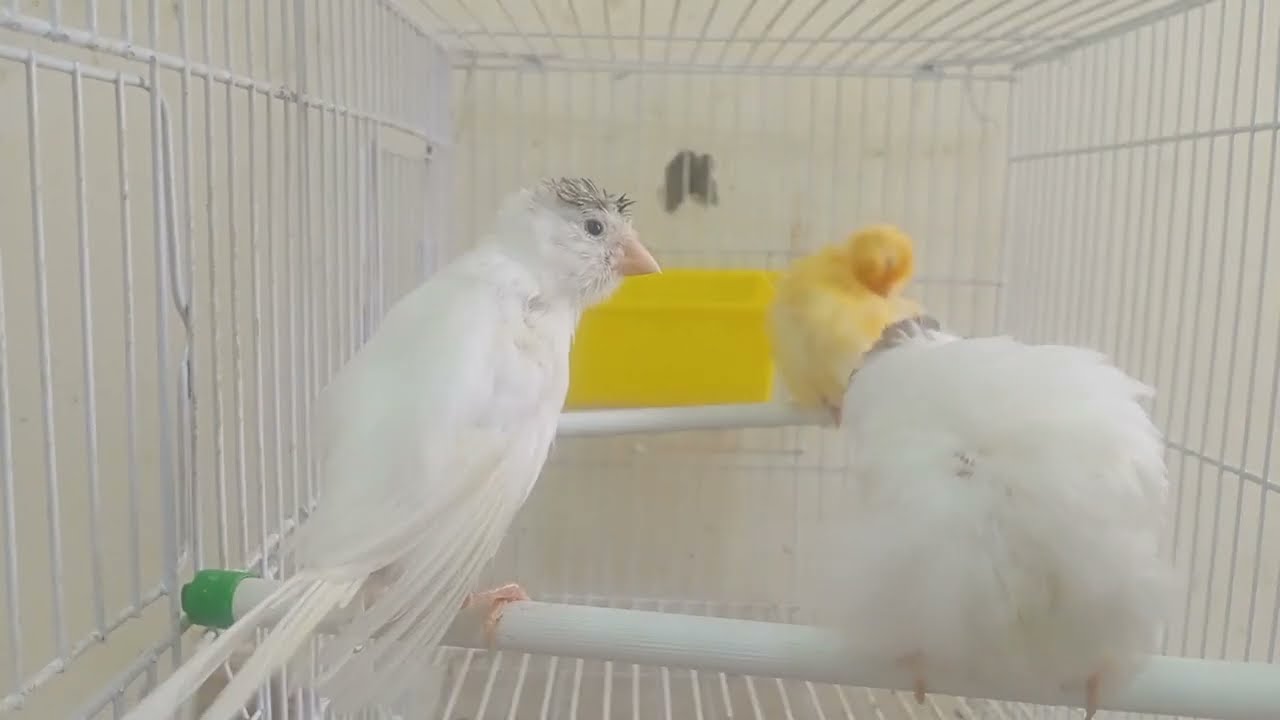 canary bird - canary singing - canary sounds - canary training ...