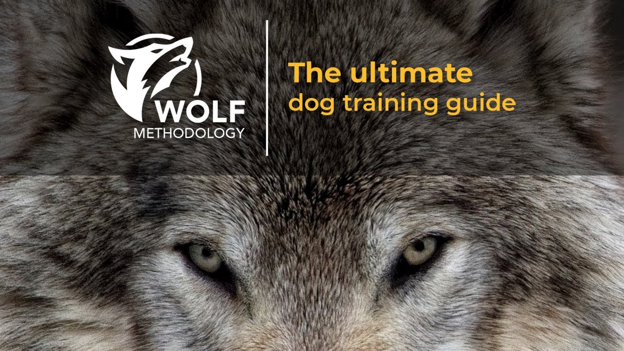 Wolf Methodology short trailer - YouTube