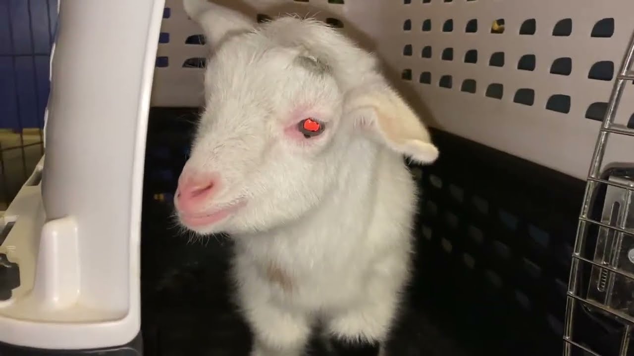 Is it a crying baby? Yes, it’s #babygoats - YouTube
