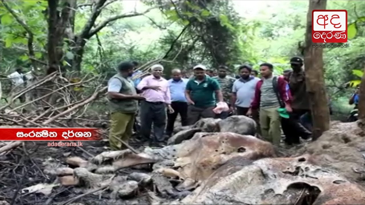 ‘Dala puttuwa’ trial: court orders examination of tusks and gajamuthu ...