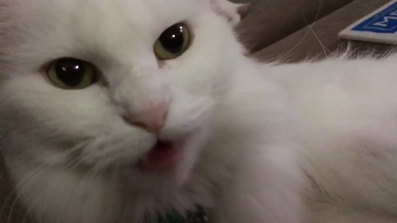 Cat Speaking - YouTube