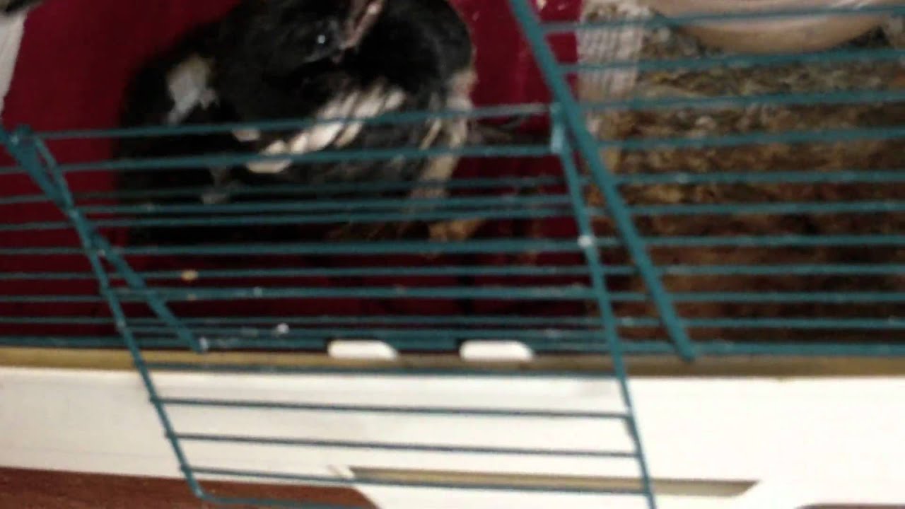 Wie man ein Elsterbaby füttert - YouTube