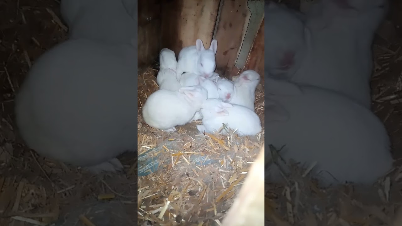 15 Days Old Bunnies 😍 - YouTube