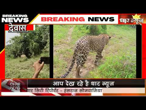 Madhya Pradesh के Dewas से आया एक हैरान करने वाला Video, तेंदुए के साथ खेलते हुए दिखे लोग