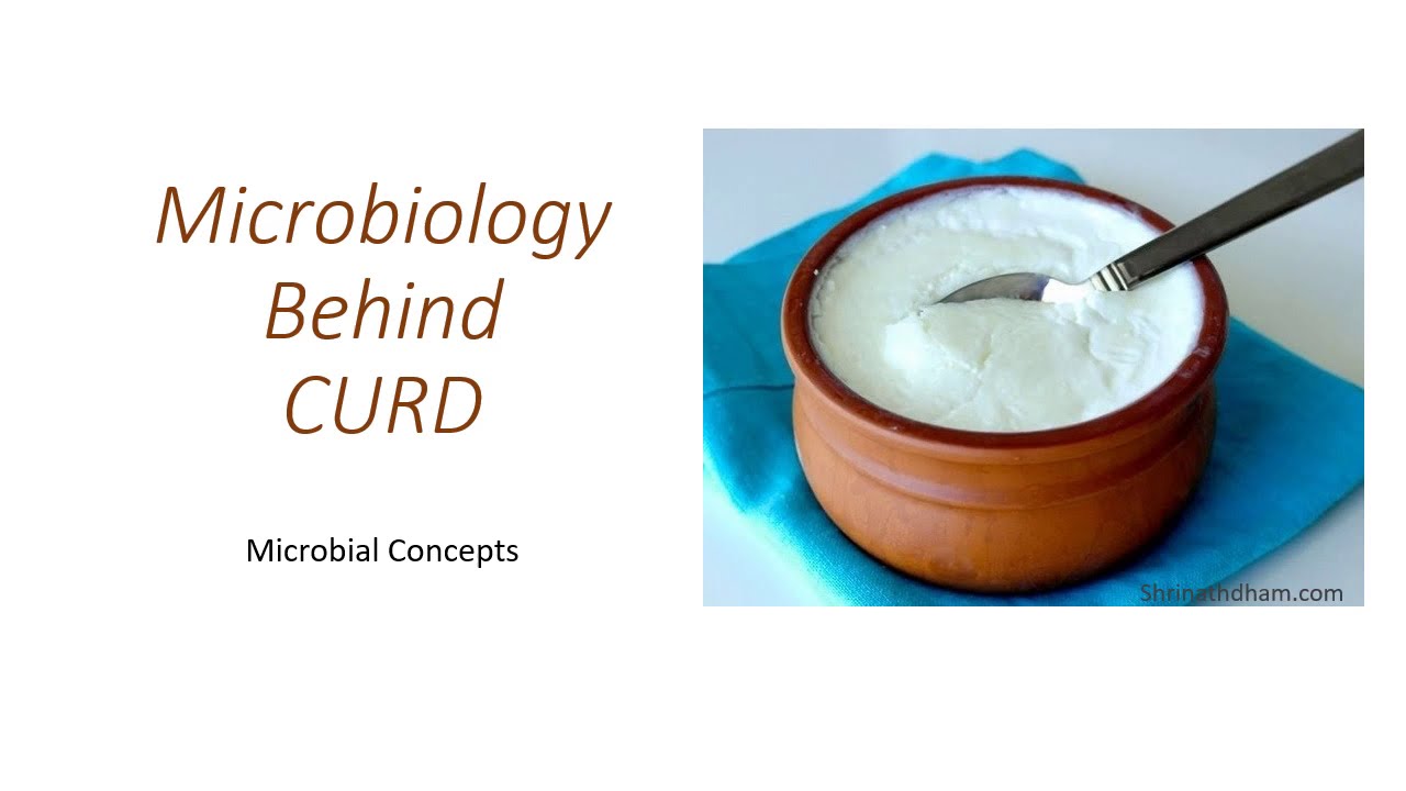 Microbiology behind curd | Day to day microbiology - YouTube