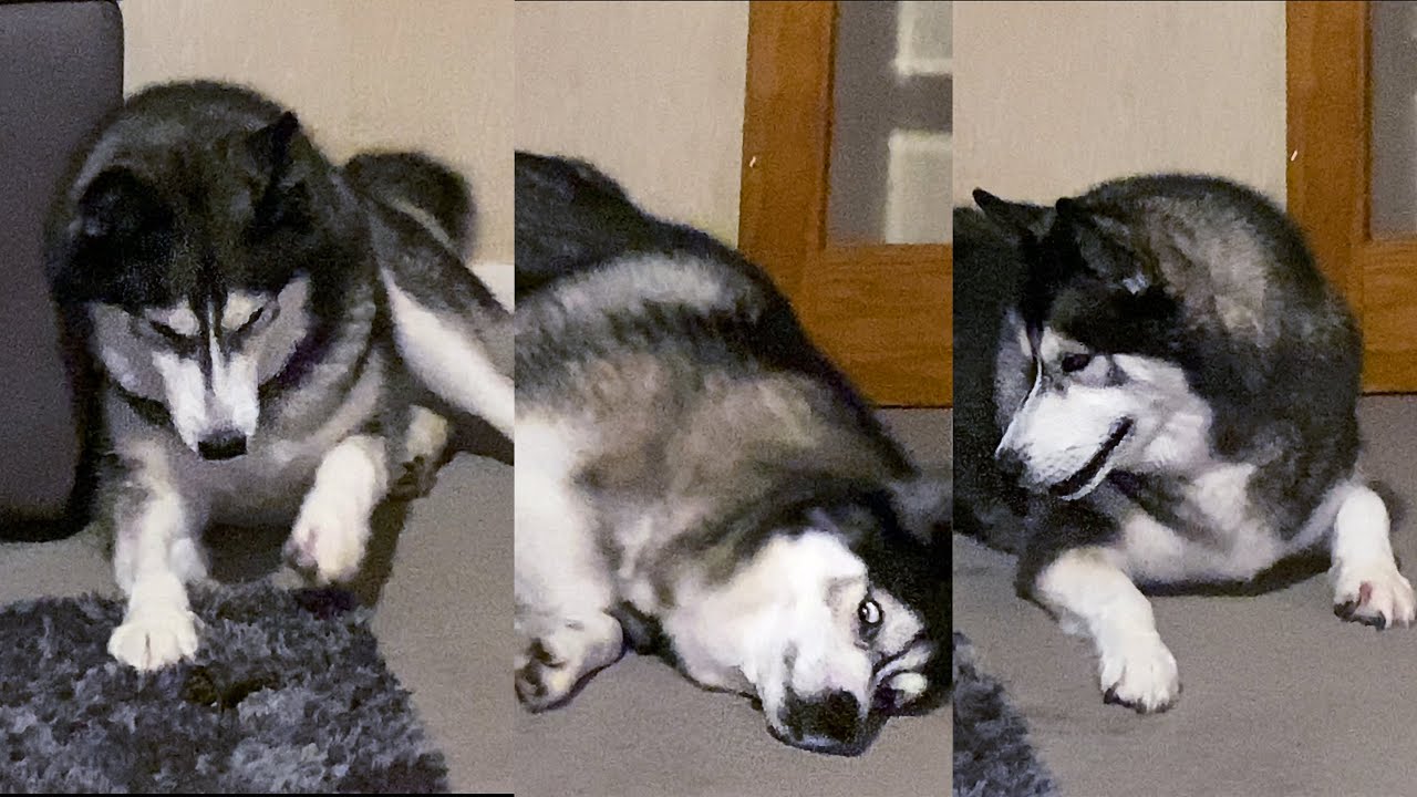 Husky Has The Fight Of His Life! - YouTube