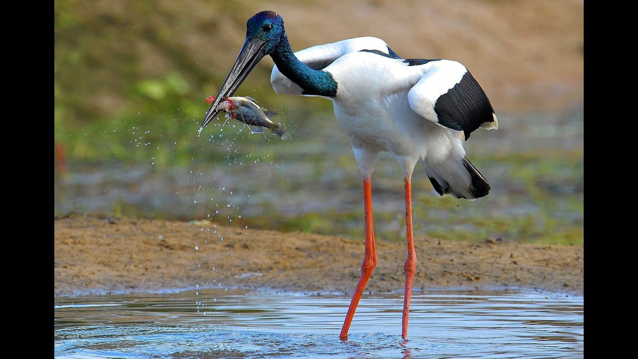 Life of Black-necked Stork #animal #birds #gockhuat - YouTube